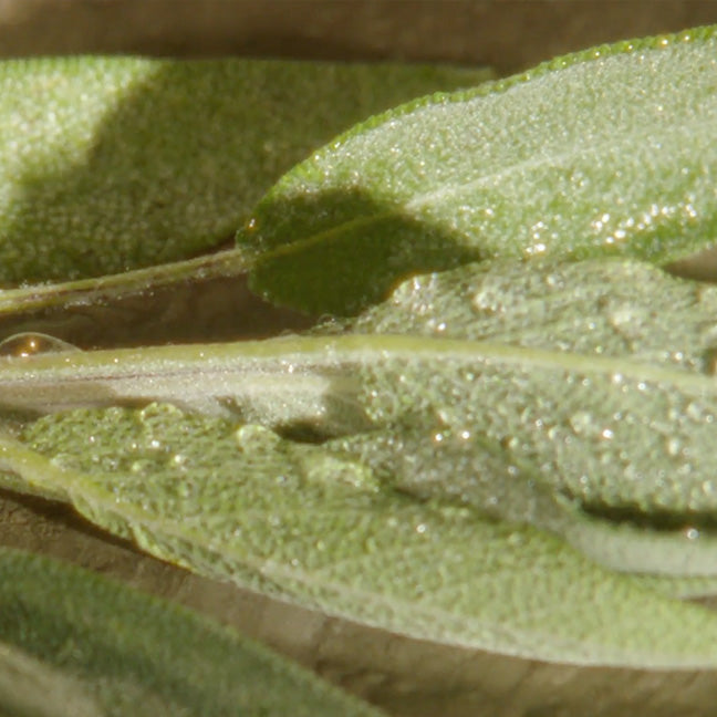 Cucumber & White Sage Reed Diffuser | NEST New York